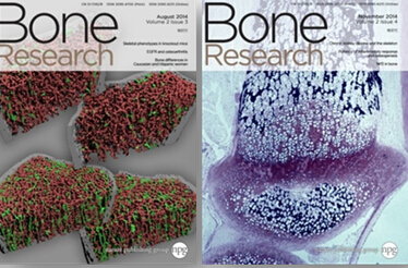 川大主办的骨科学英文期刊Bone Research首获影响因子 - SCU